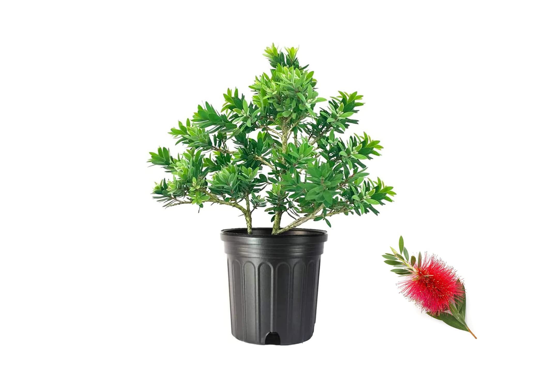 Little John Dwarf Bottlebrush 3 Large Gallon Size Plants Callistemon ...