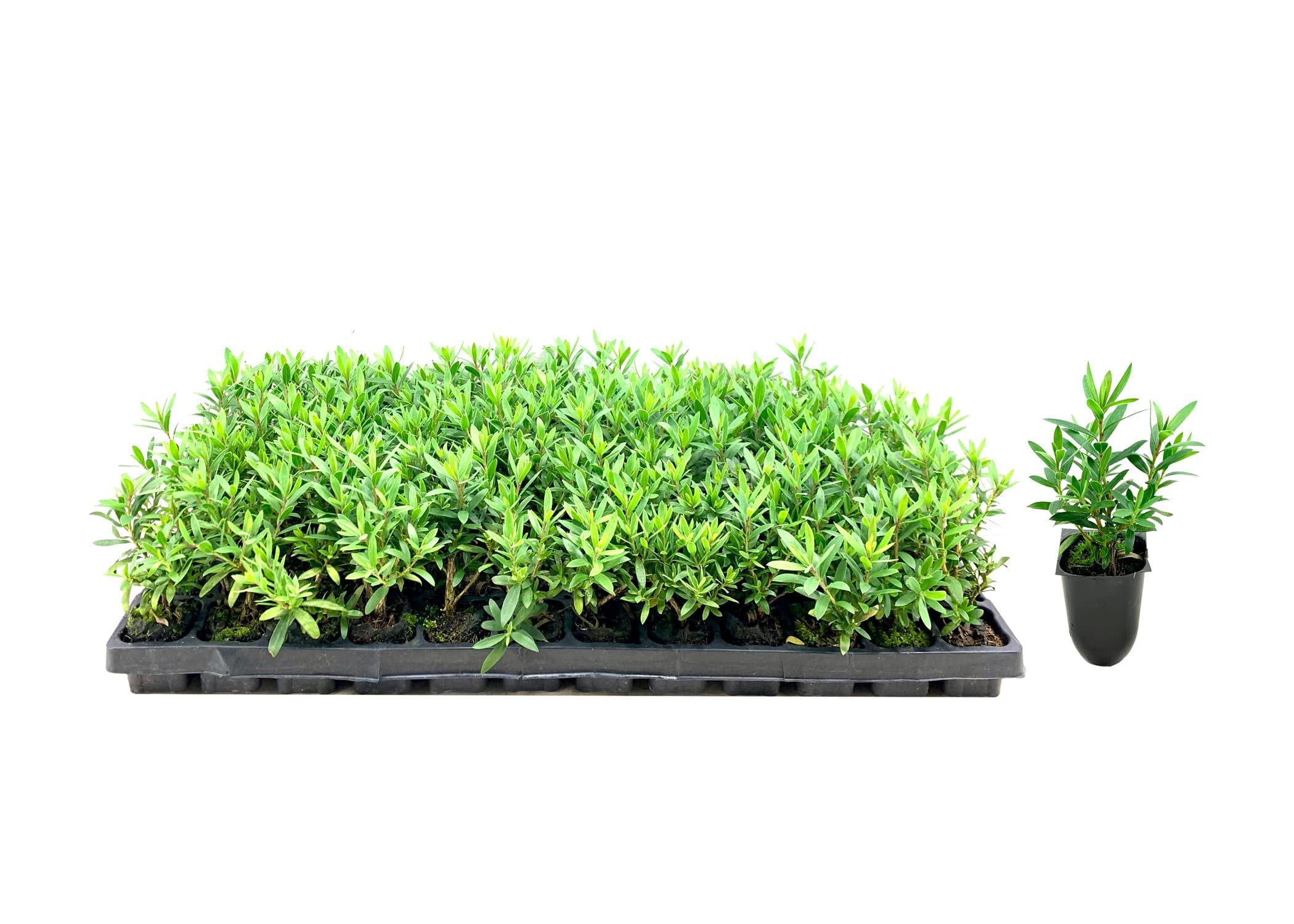 Little John Dwarf Bottlebrush 40 Live Plants Callistemon Compact ...