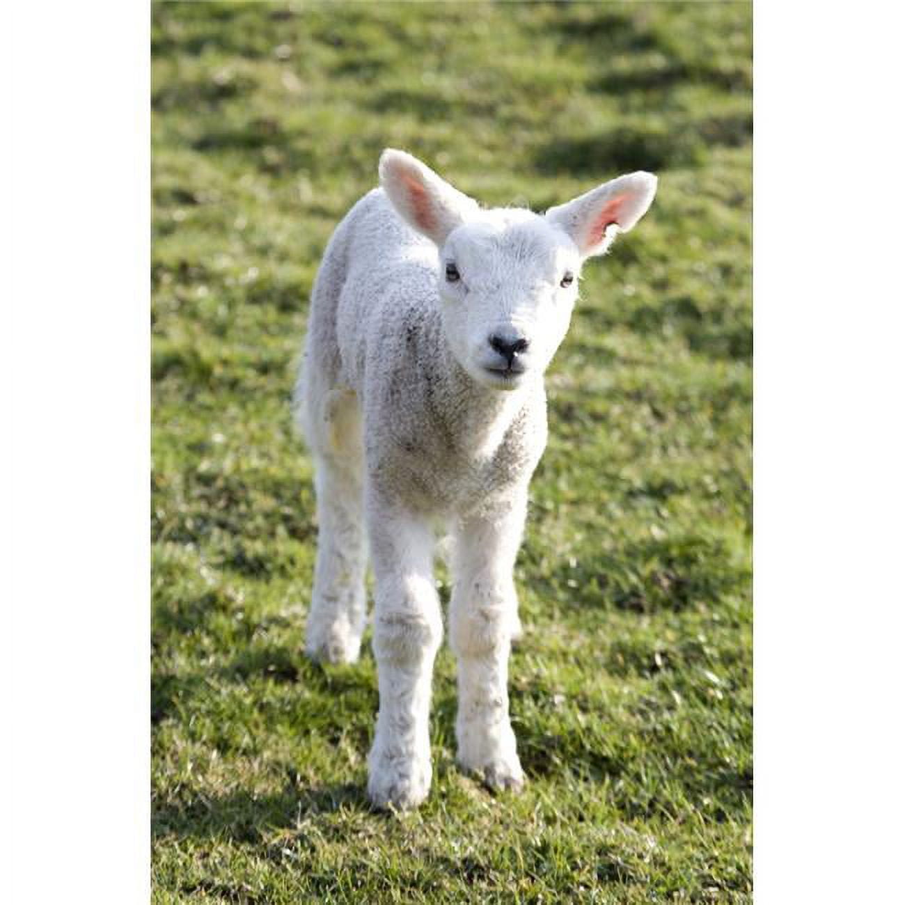 Little Lamb Poster Print - Walmart.com