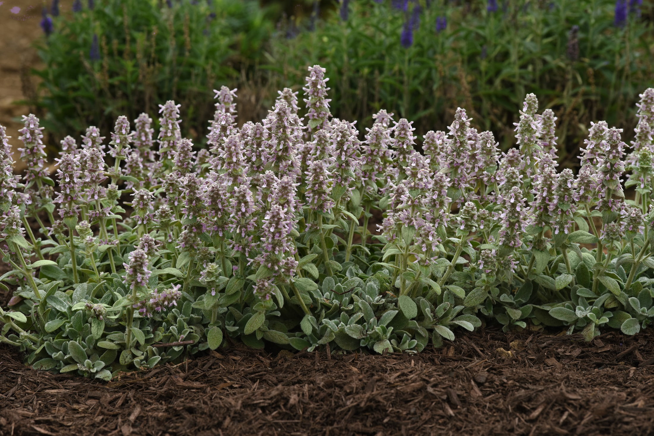Little Lamb Stachys byzantina Perennial - Quart Pot - Walmart.com