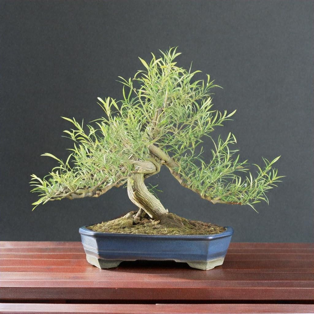 Little Leaf Willow Bonsai Tree Cutting to Grow - Arctic Willow, Salix ...