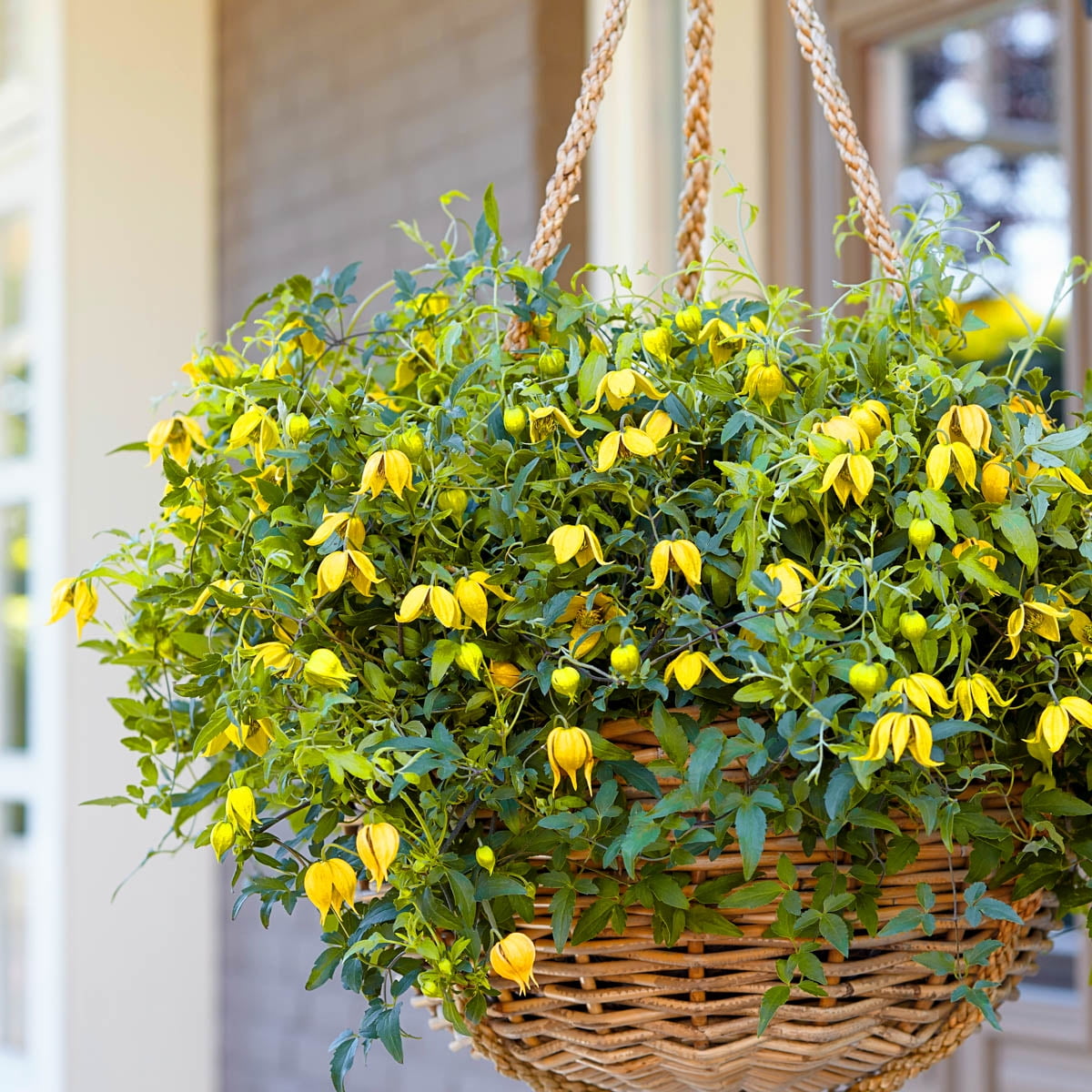 Little Lemons Clematis Vine Flowering Perennial Starter Plant, Grown in ...