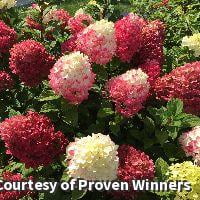 Little Lime Punch Panicle Hydrangea - 3 Gallon Shrub - Walmart.com