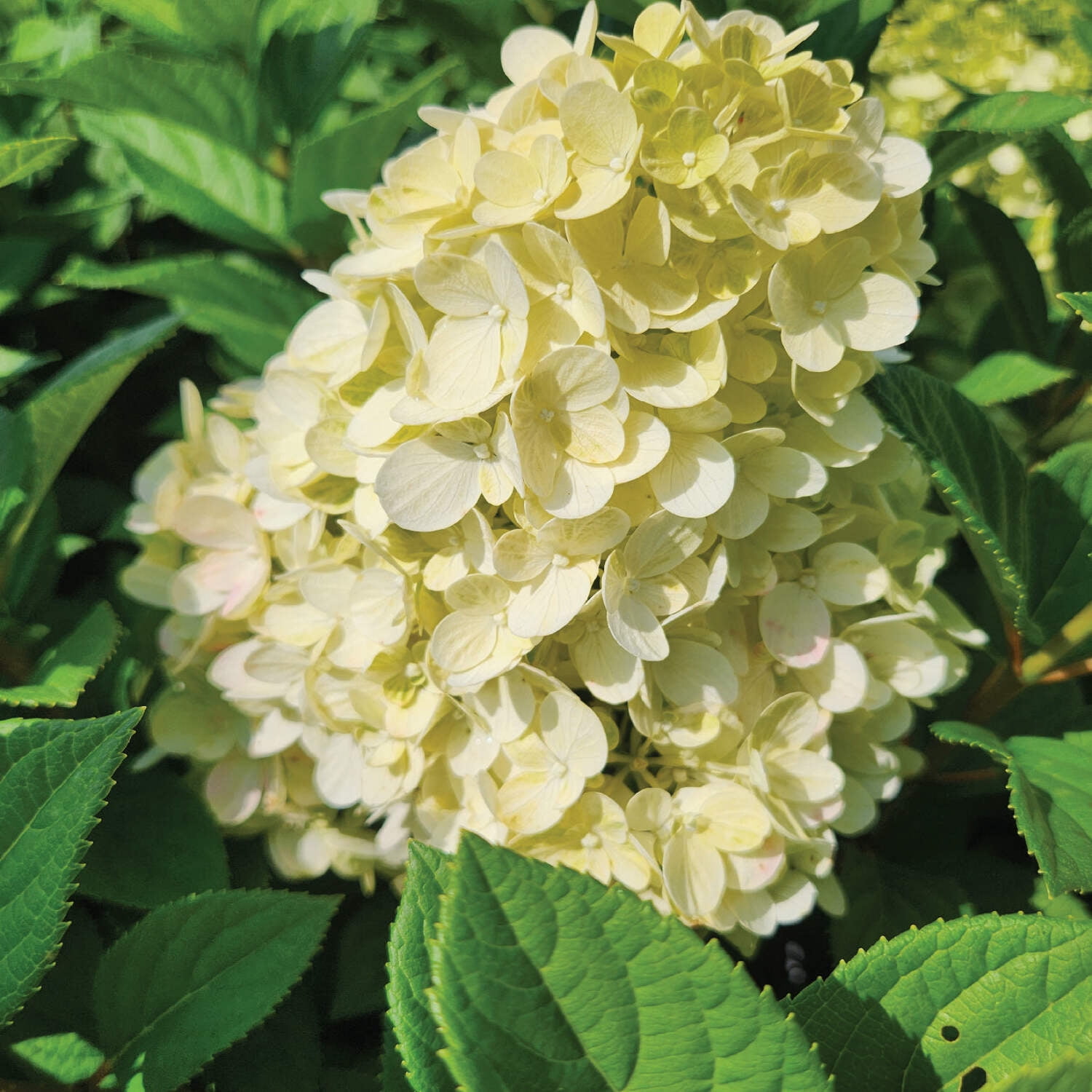 Little Lime Punch® Panicle Hydrangea - Hydrangea Tree | 3 Gallon Size ...
