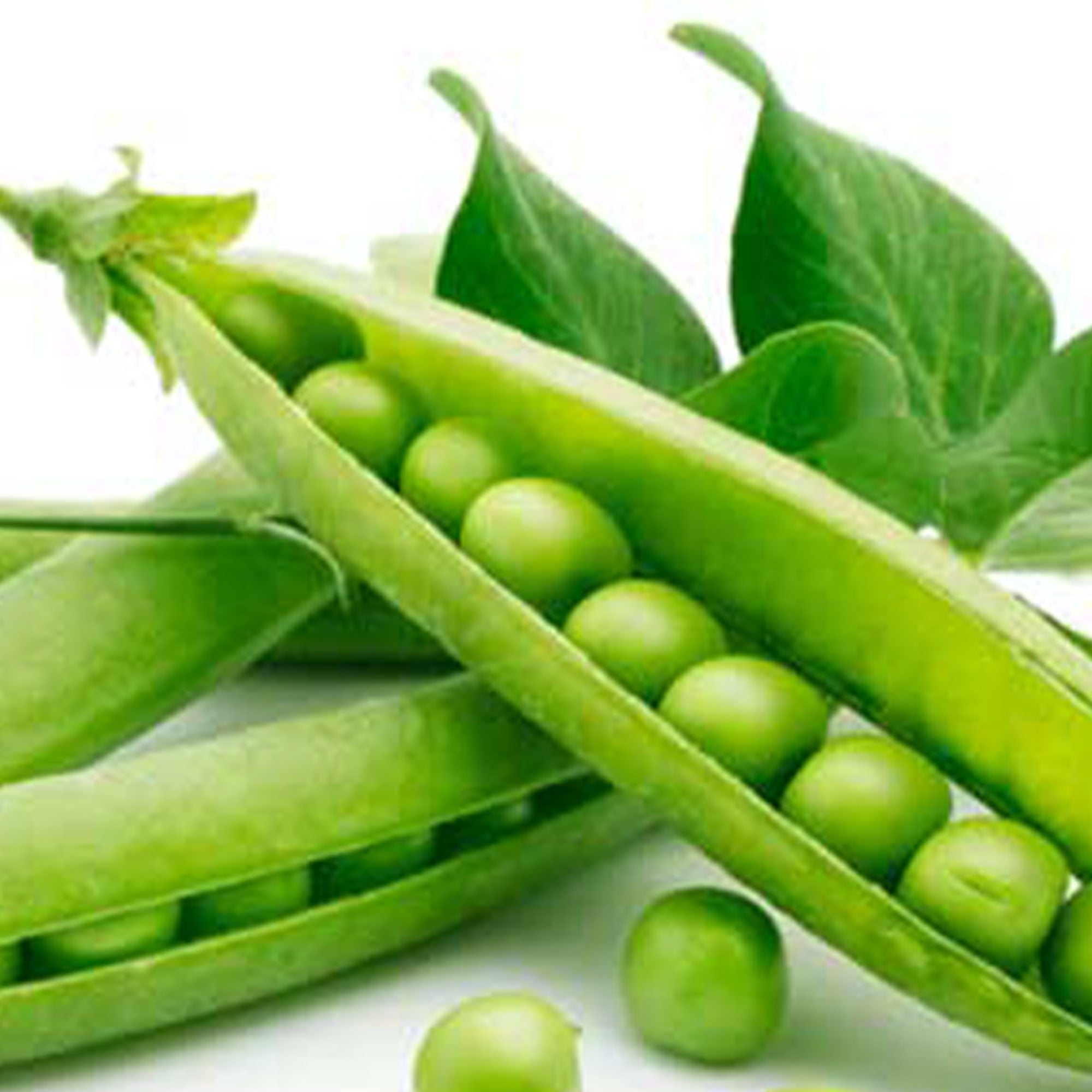 Little Marvel Pea - 1/2 OZ ~50 Seeds - Heirloom Open Pollinated Non-GMO ...