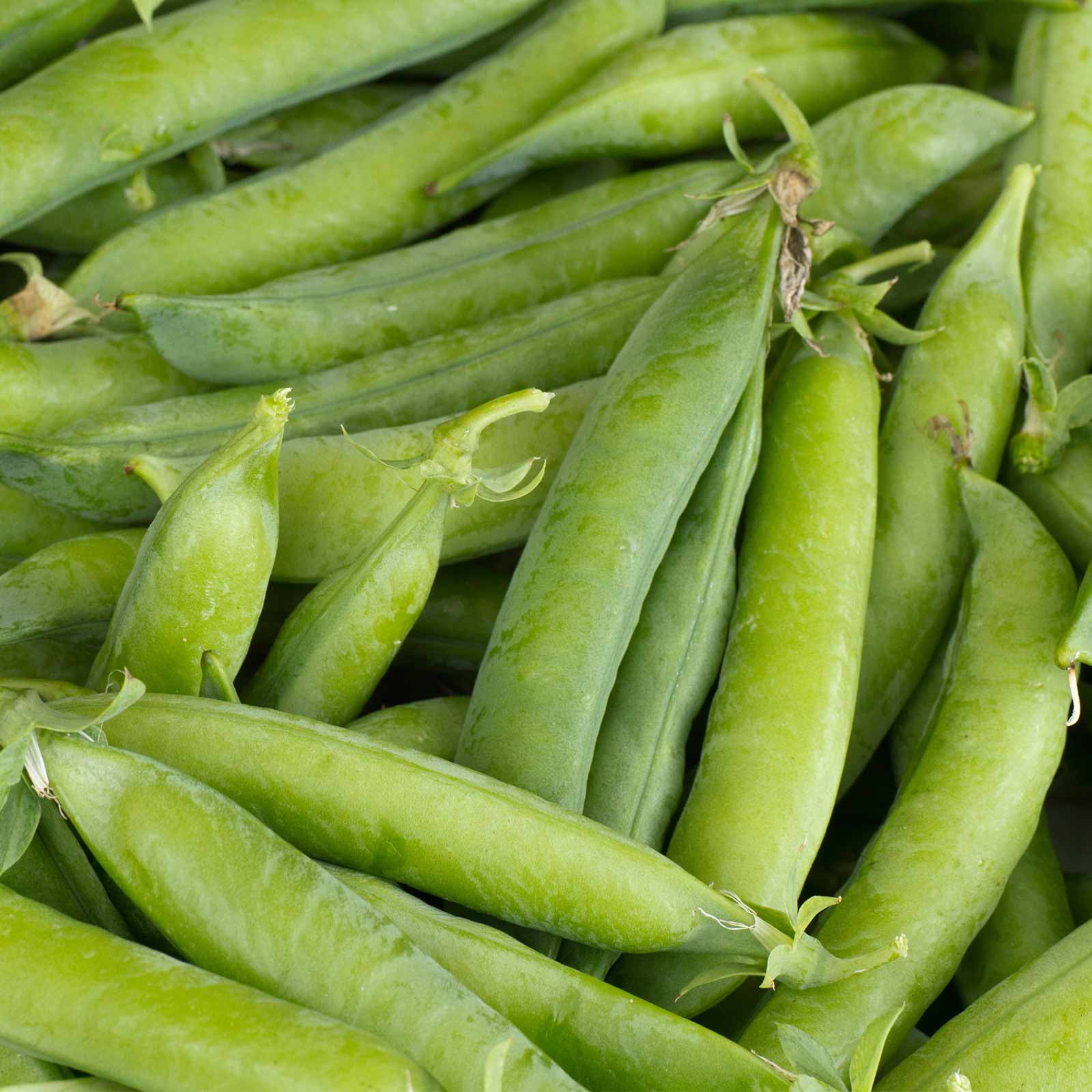 Little Marvel Pea Garden Seeds - 1 Lb - Non-GMO, Heirloom Vegetable ...