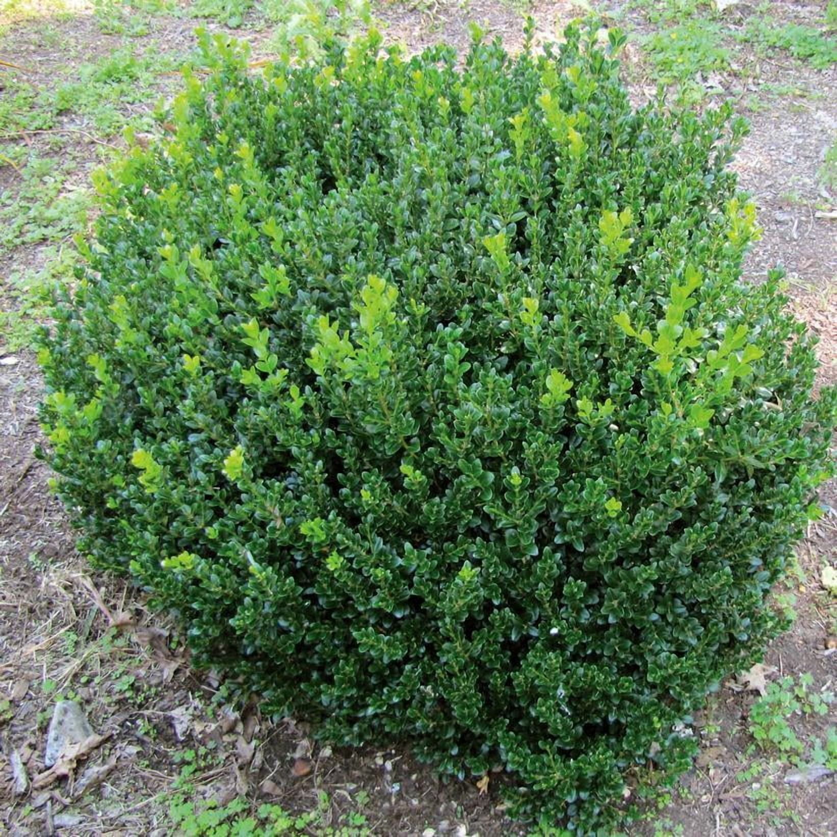 Little Missy Boxwood-Compact Evergreen Shrub 12/15