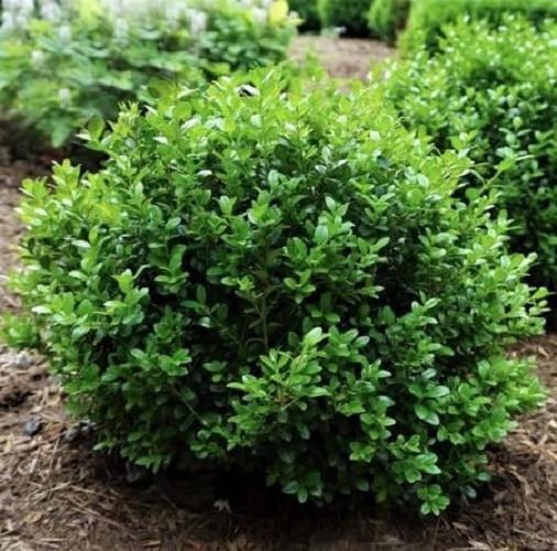 Little Missy Dwarf Boxwood - Live Plant ( 1 QT ) - Evergreen - Full Sun ...