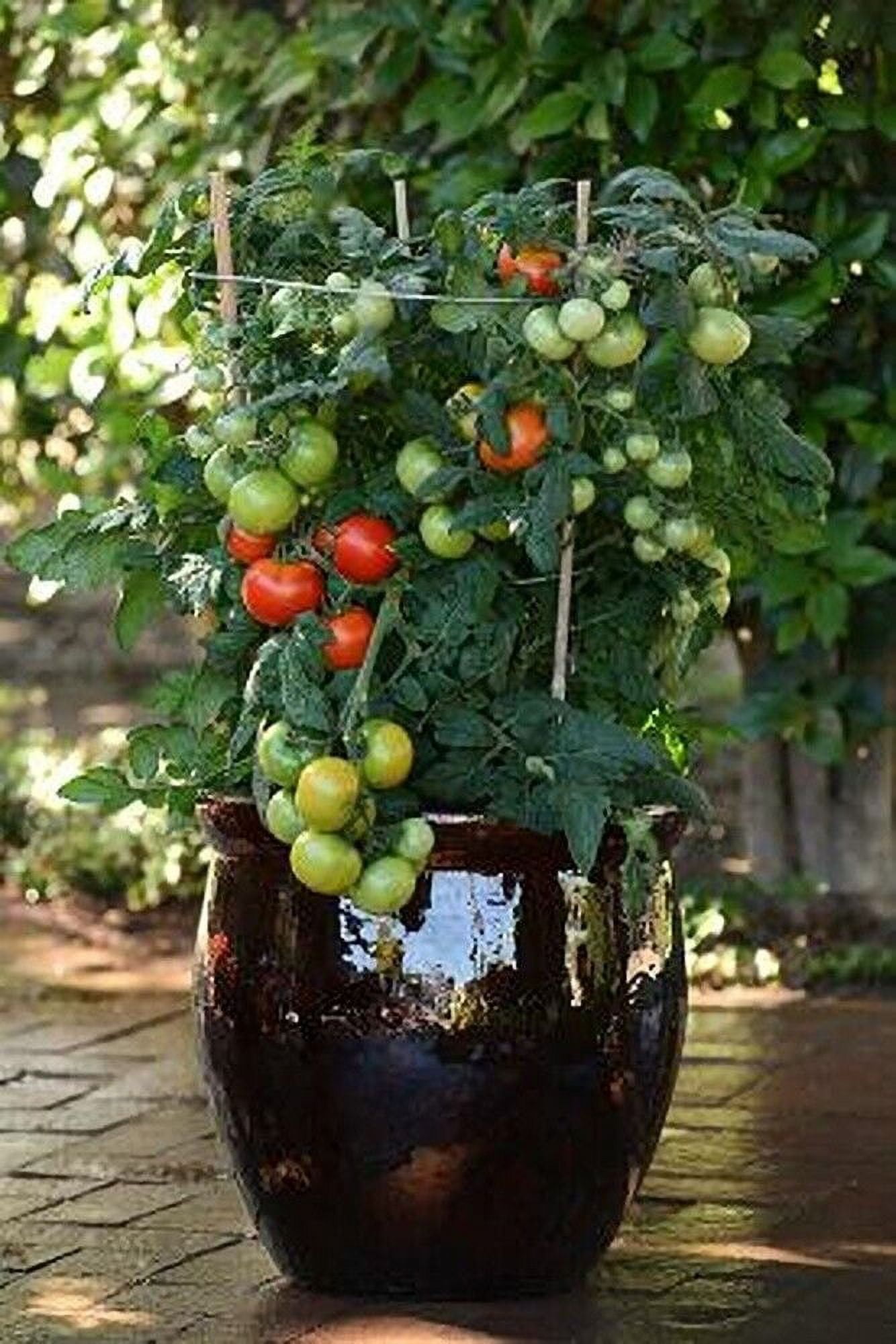 Sherwood's Seeds Little Napoli Heirloom Micro Dwarf Plum Tomato Seeds ...