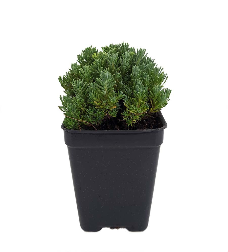 Little Ness Santolina - Fairy Garden/Rock Garden - 2.5" Pot - Walmart.com