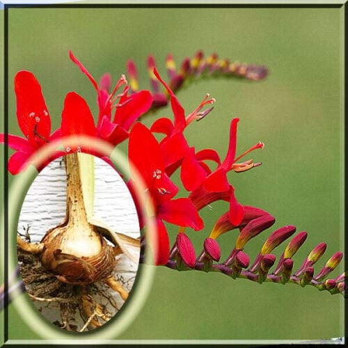 Little Nest Crocosmia Lucifer Bulbs, Scarlet-Red Flowers, Fast Growing ...