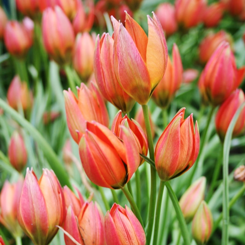 Little Princess Botanical Tulip Flower Bulbs - 25 Bulbs per Pack - Deer ...
