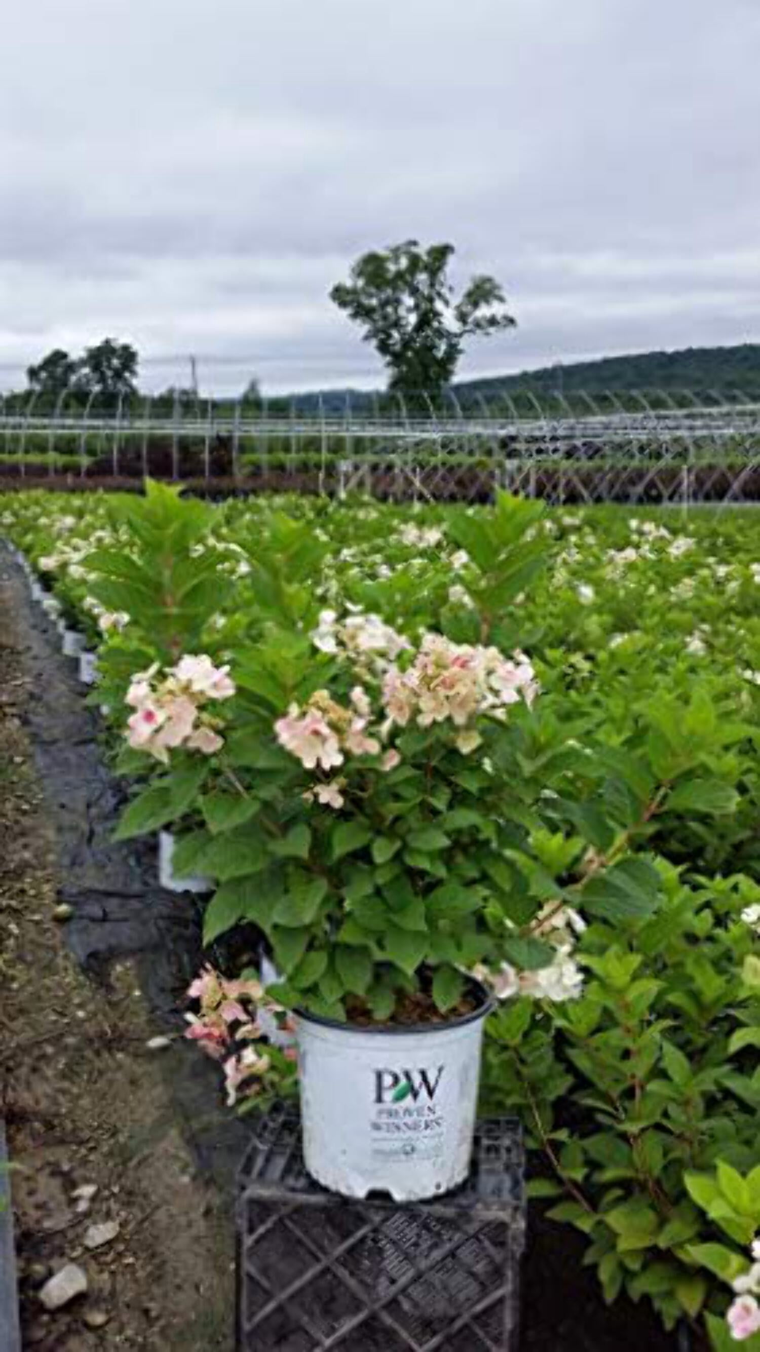 Little Quick Fire® Panicle Hydrangea - Walmart.com