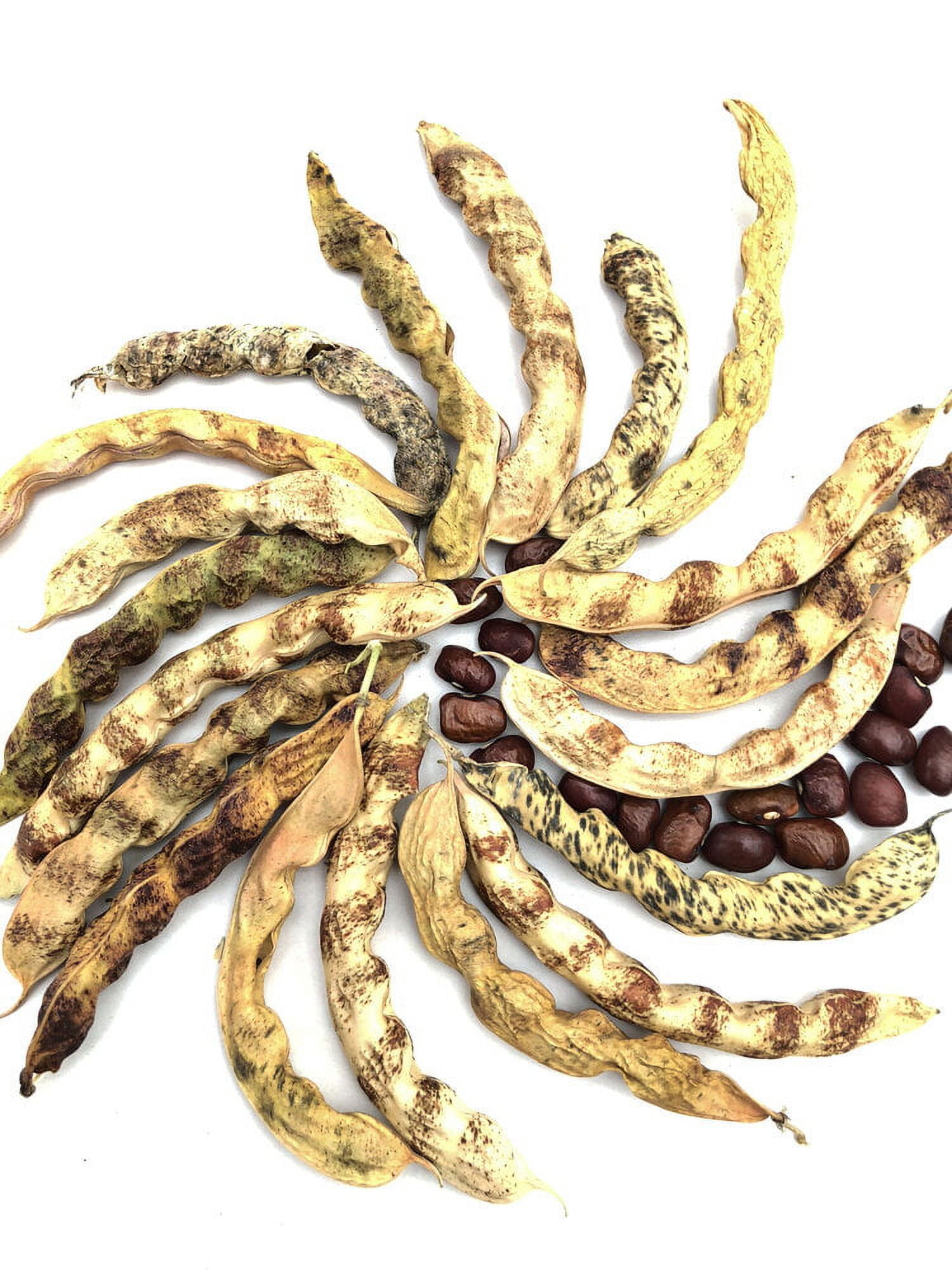 Little Red Cut Short Beans Seeds (Phaseolus vulgaris) 100 Seeds (100 ...