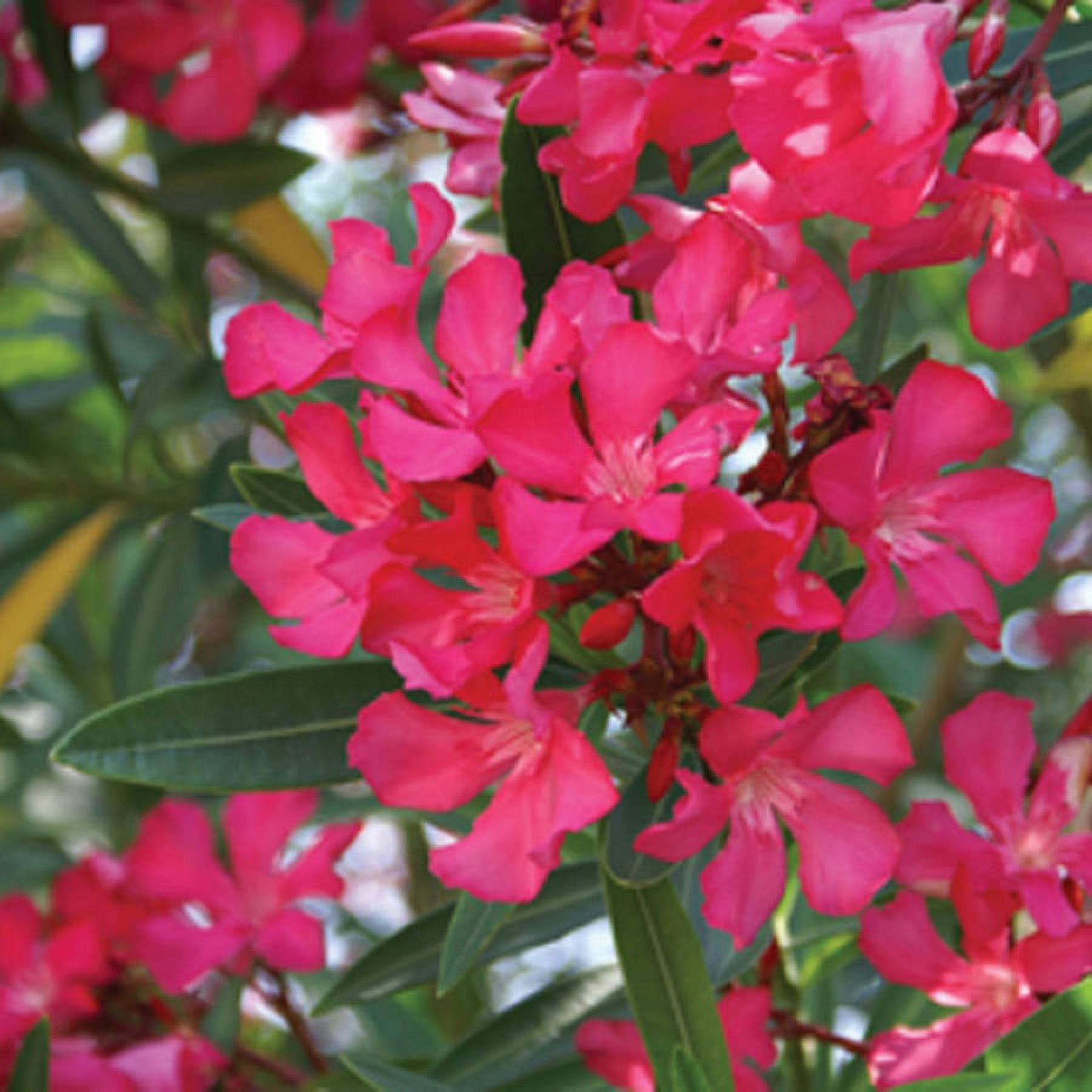 Red Oleander Tree