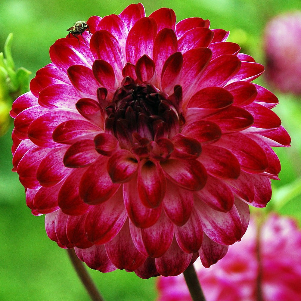Little Robert Pompon Dahlia - 2 bulbs - Walmart.com
