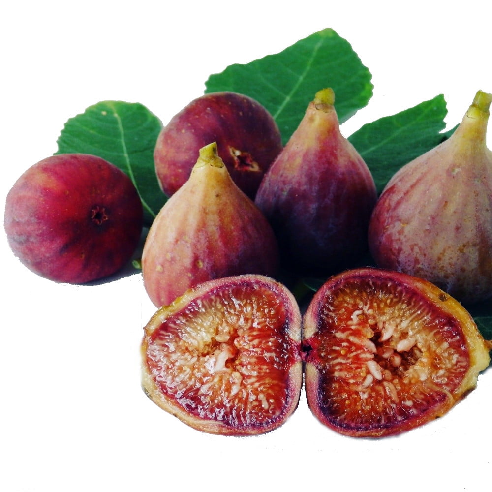 Little Ruby Edible Fig Plant - Ficus carica - Sweet/Dwarf - 2.5" Pot ...
