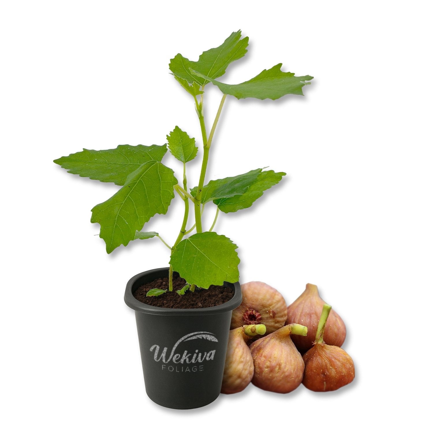 Little Ruby Fig Tree - 1 Live Starter Plant - Ficus Carica - Edible ...
