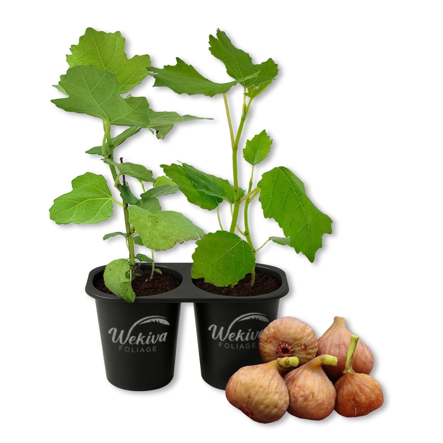 Little Ruby Fig Tree - 2 Live Starter Plants - Ficus Carica - Edible ...