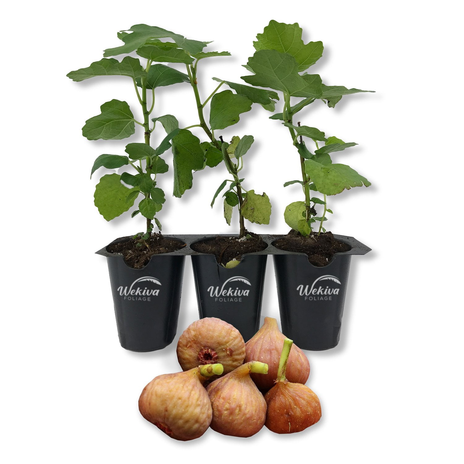 Little Ruby Fig Tree - 3 Live Tissue Culture Starter Plants - Ficus ...