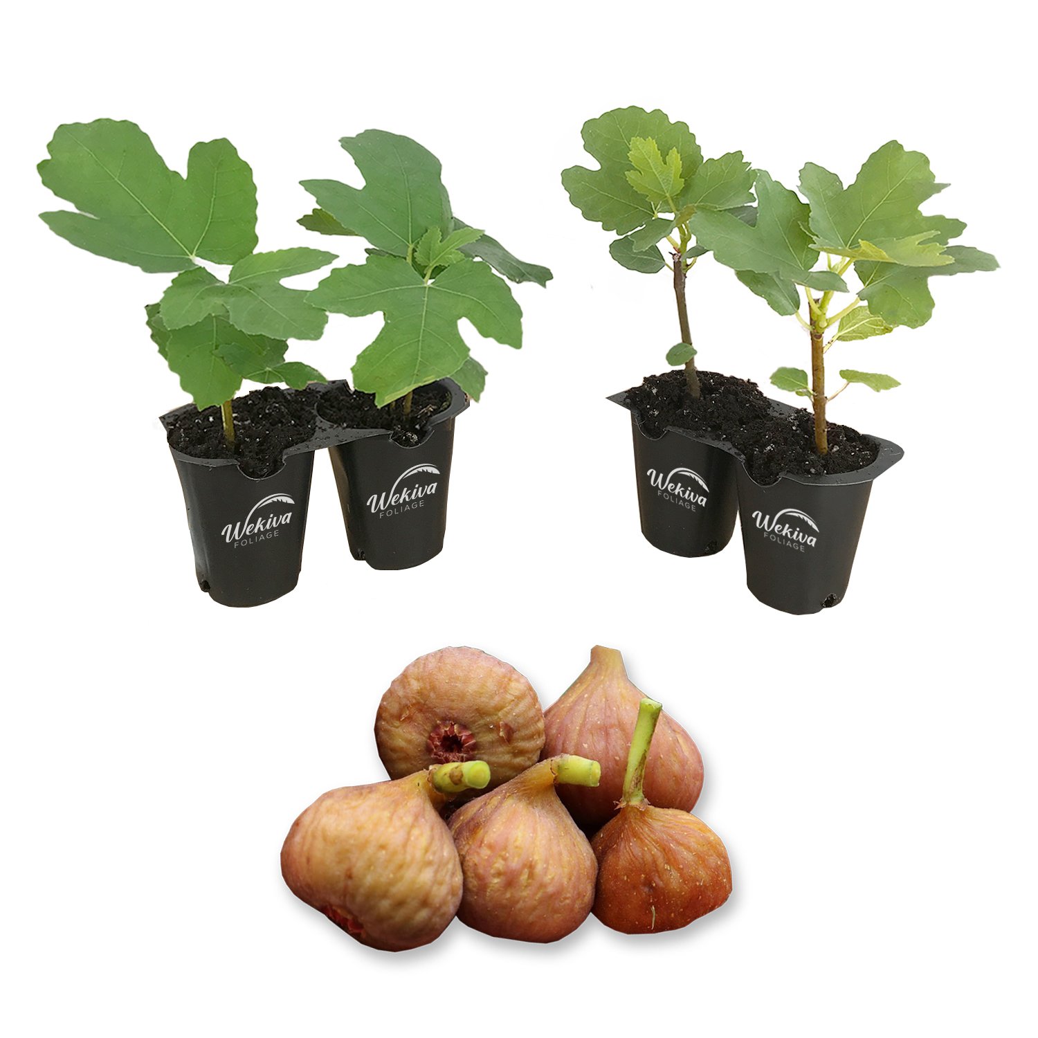 Little Ruby Fig Tree - 4 Live Starter Plants in 2 Inch Grower's Pot - Ficus Carica - Edible ...