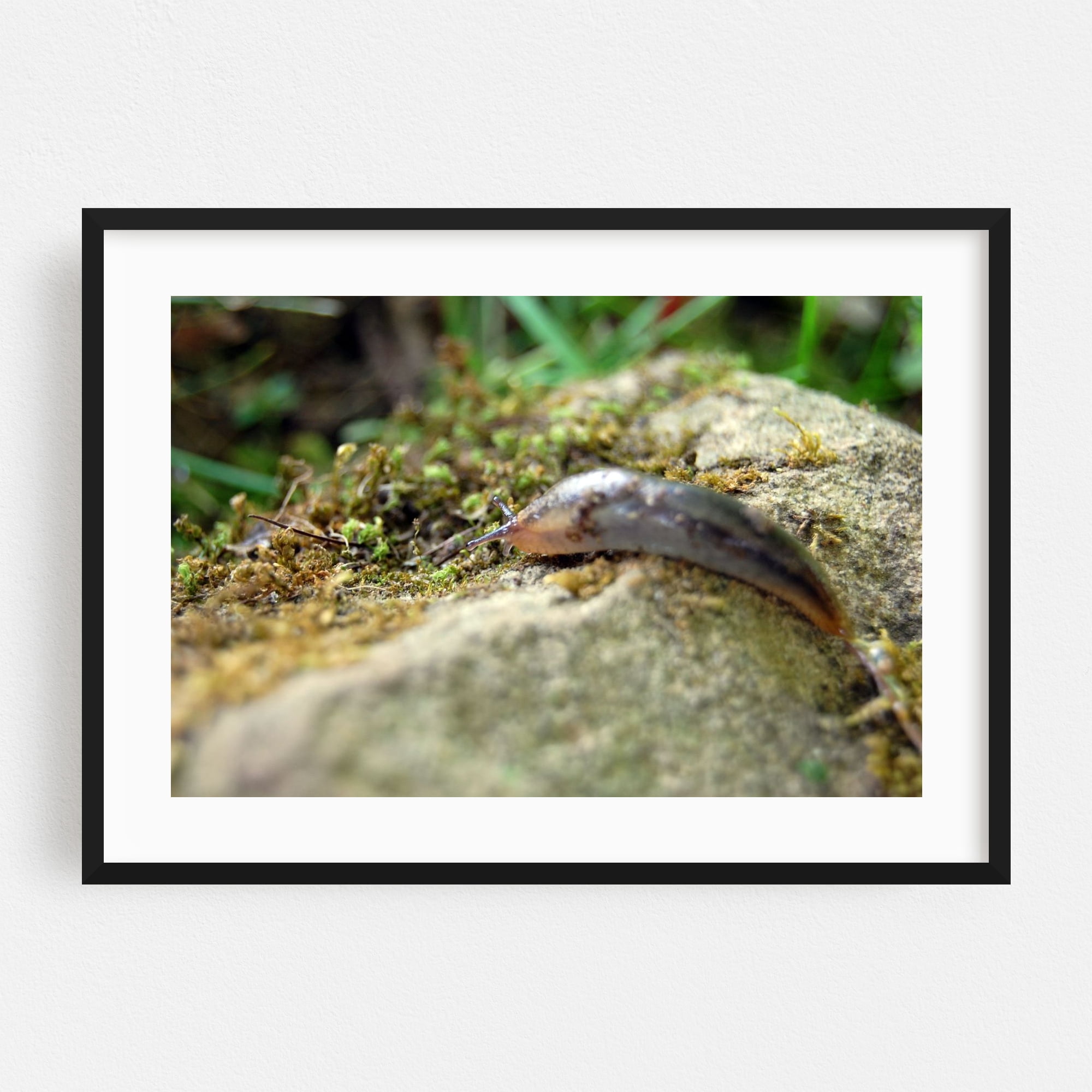 Little Slug - Photography Insect Wildlife Nature Garden Woodland Black ...
