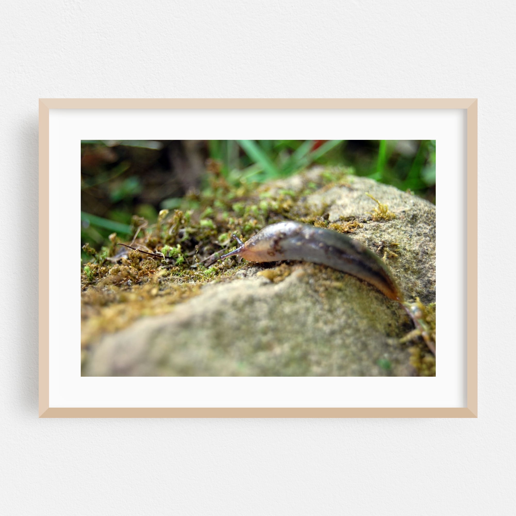 Little Slug - Photography Insect Wildlife Nature Garden Woodland Oak ...