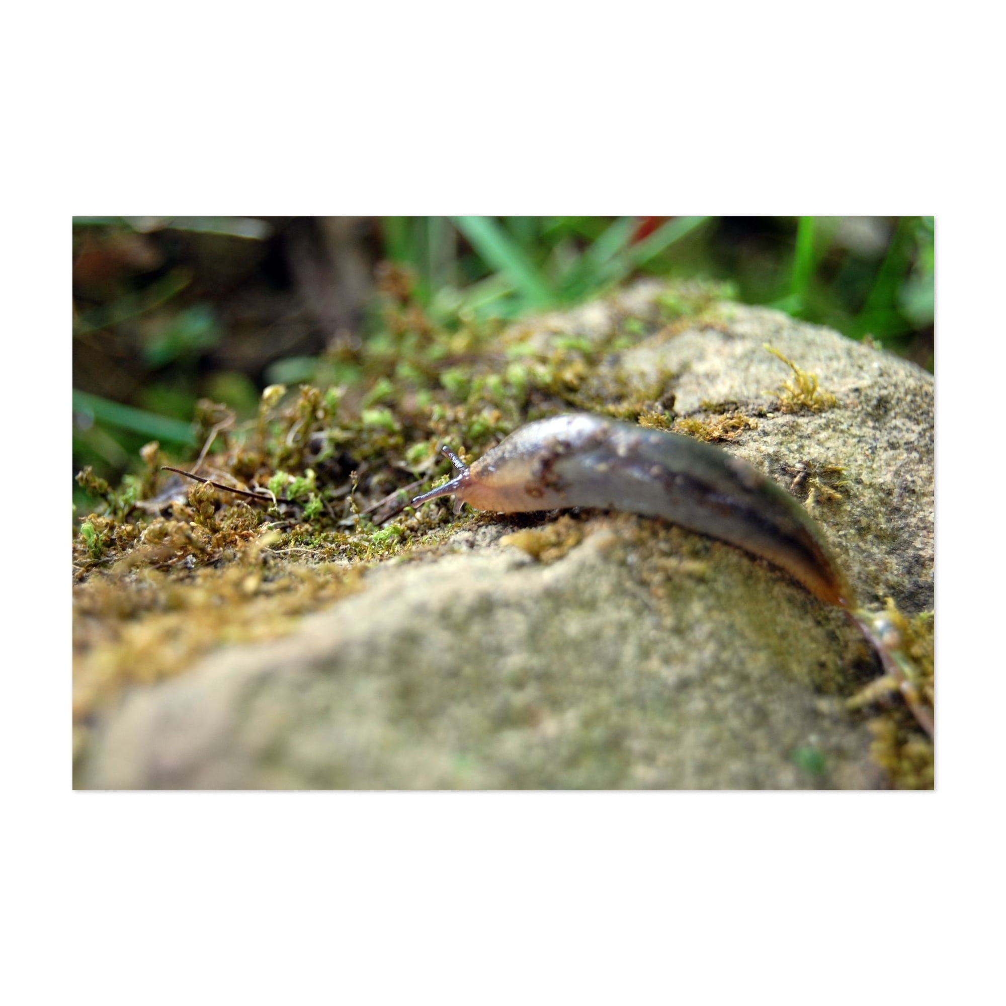 Little Slug - Photography Insect Wildlife Nature Garden Woodland ...