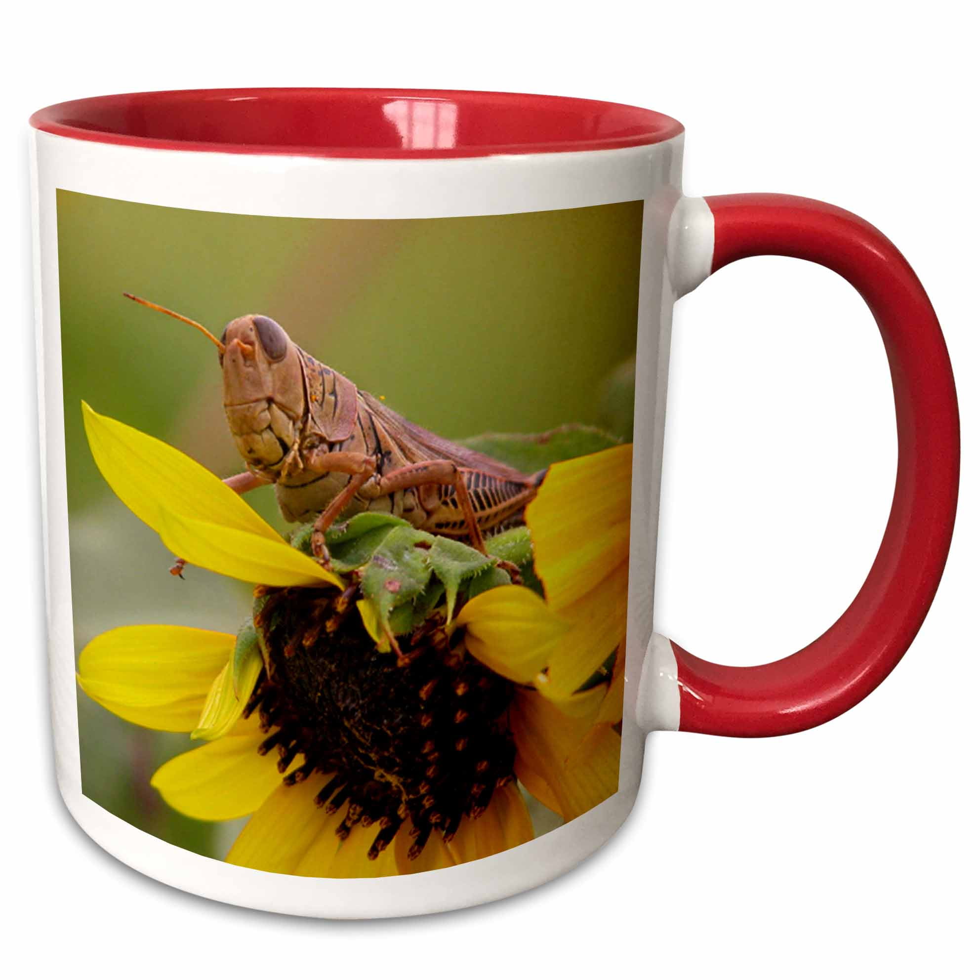 3drose, Little Snack, Grasshopper on a Sunflower, 15oz Two-tone Red Mug ...