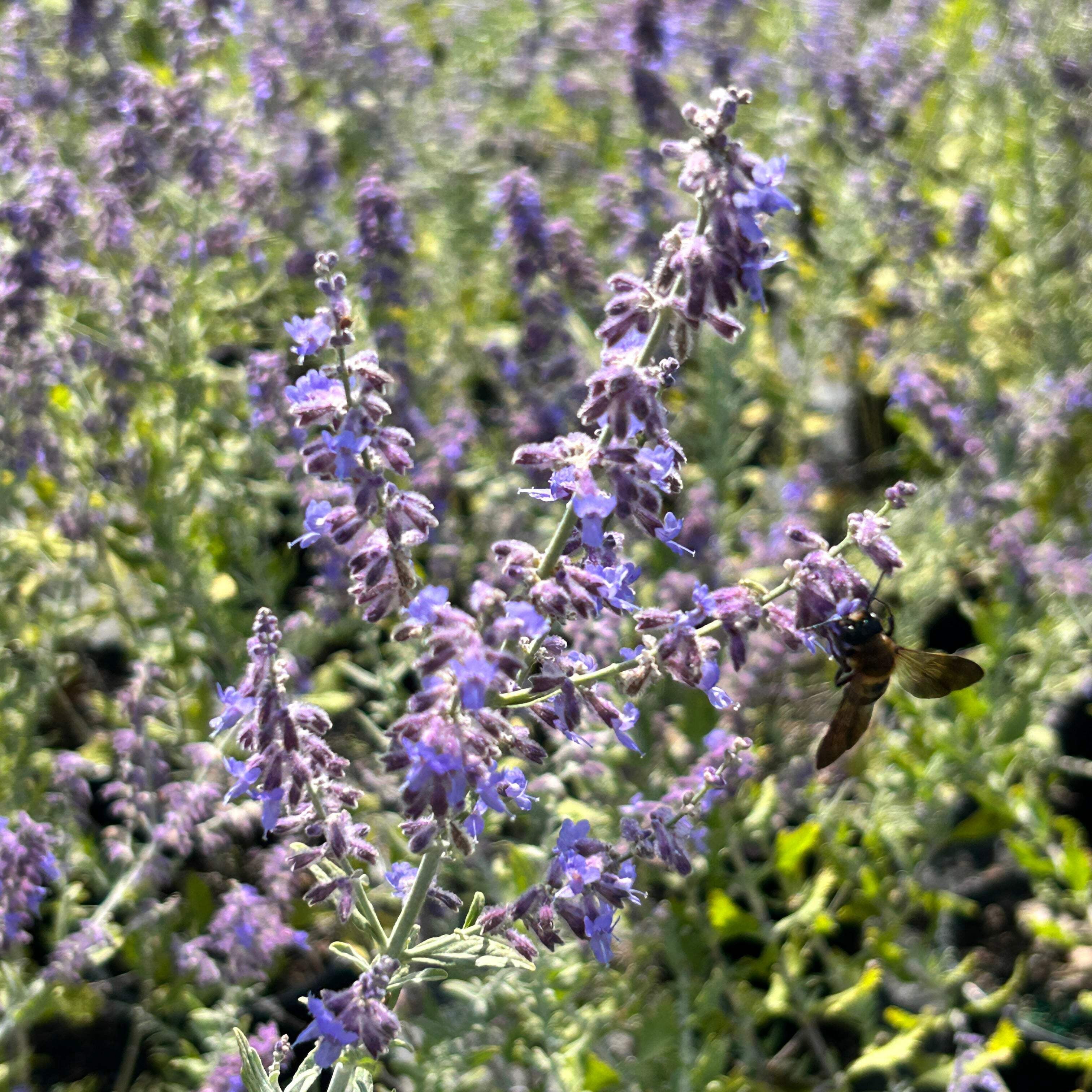 Little Spire Russian Sage - 1 Gallon Pot - Walmart.com