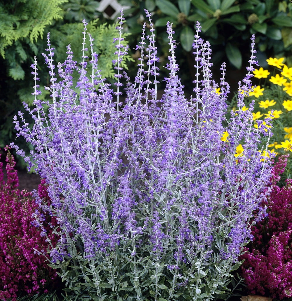 Dwarf Little Spire Russian Sage - Perovskia - Compact Live Plant in ...