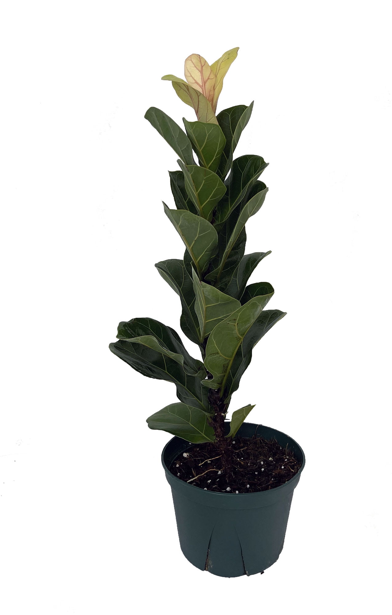 Little Sunshine Fiddleleaf Fig Tree - Ficus - 6" Pot - Great Indoor ...