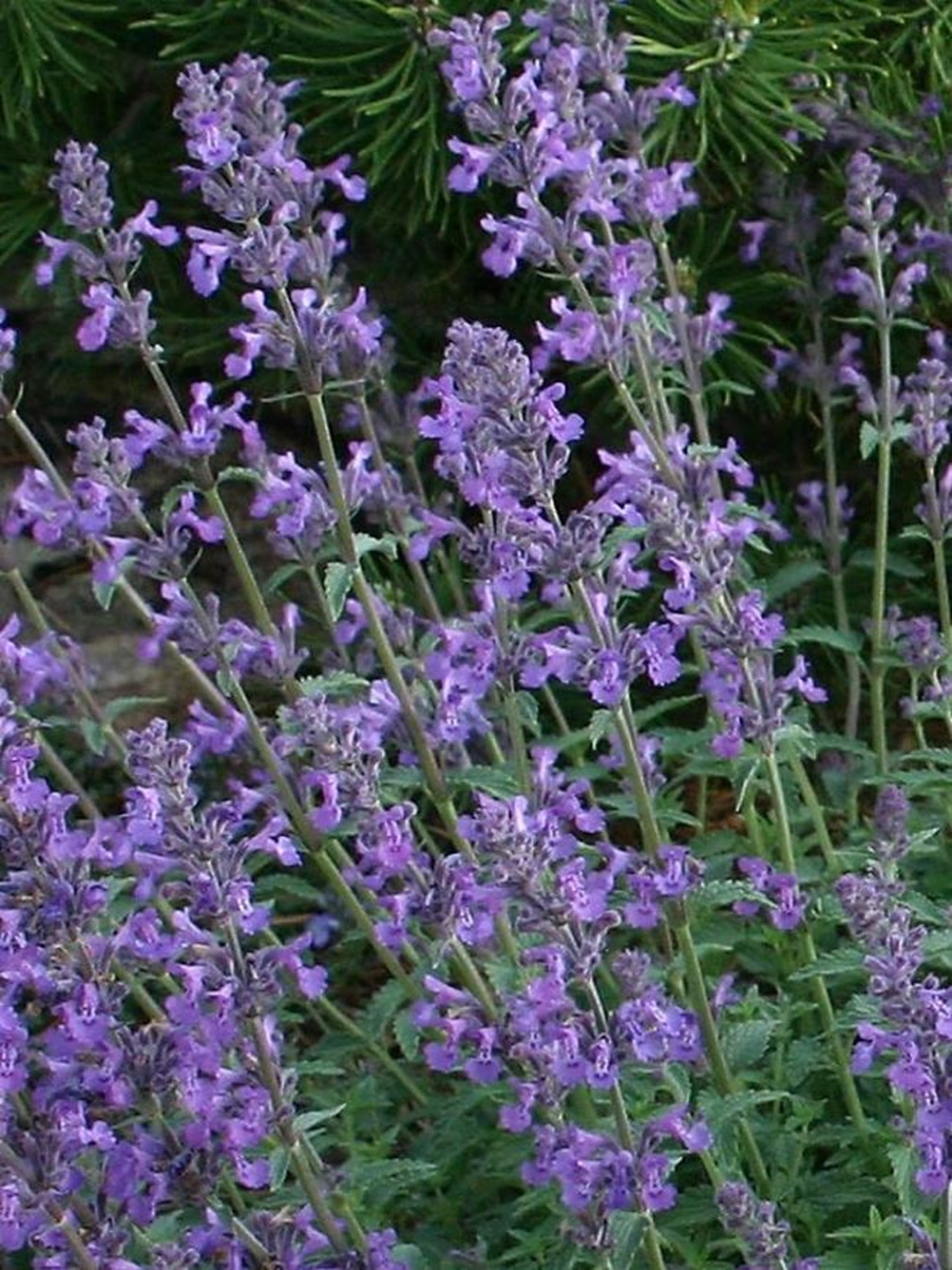 Hirt's Gardens Little Trudy Catmint Perennial, Aromatic, Pollinator ...