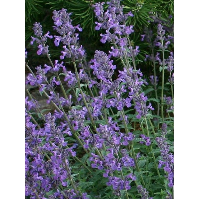 Little Trudy™ Catmint Perennial - Nepeta - Quart Pot - Walmart.com
