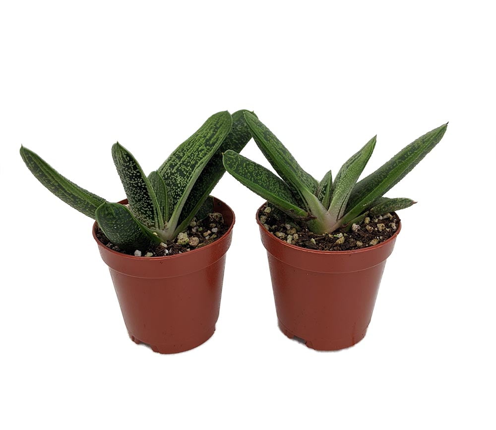 Little Warty Succulent Plant - Gasteria - 2 Pack 2" Pot - Walmart.com