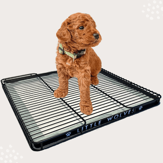 Little Wolves Potty Tray 22" x 22" - Walmart.com