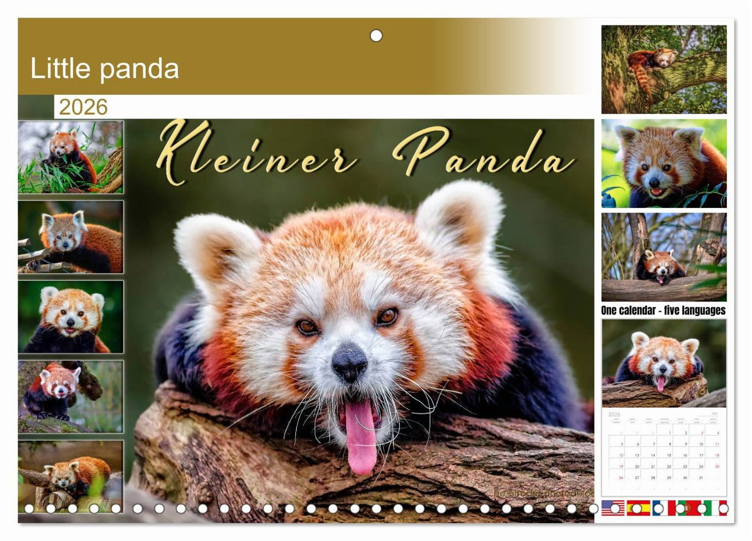 Little panda (Monthly Wall Calendar 2026 16.5 x 23.4 (open)), CALVENDO ...