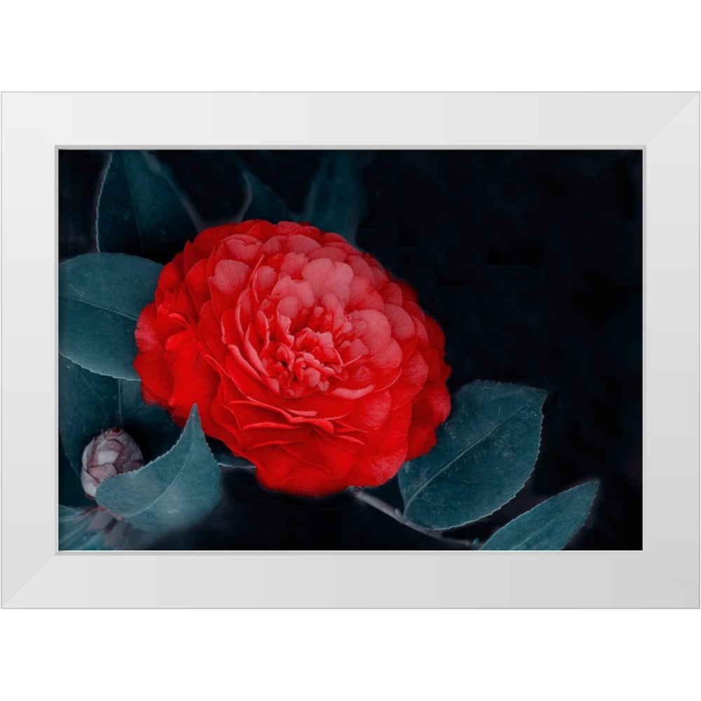 Liu, Betty 32x23 White Modern Wood Framed Museum Art Print Titled - Red Camellia Flower ...