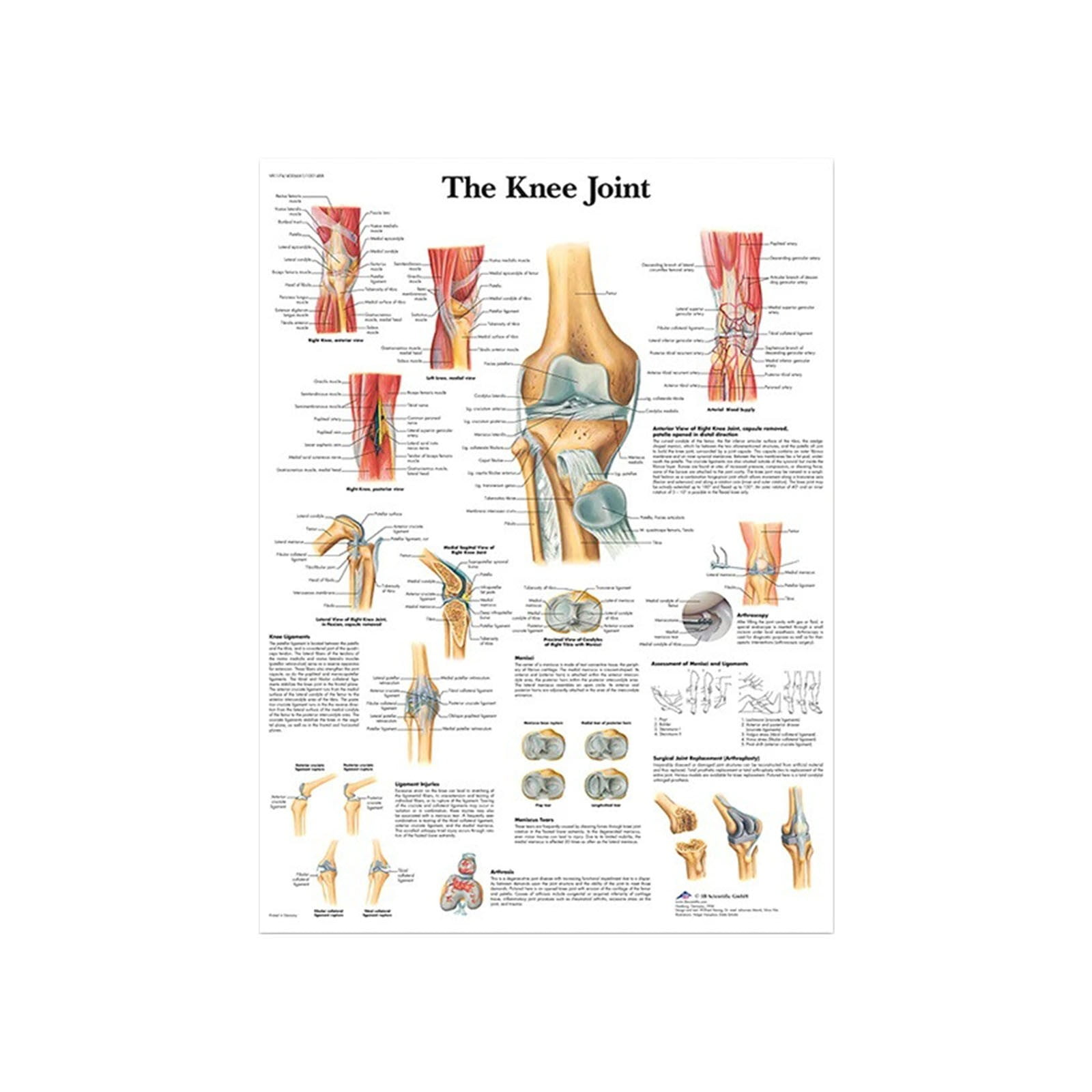 LiuBesx Stickers Poster for Teaching Body Structure Anatomy At The Vein ...