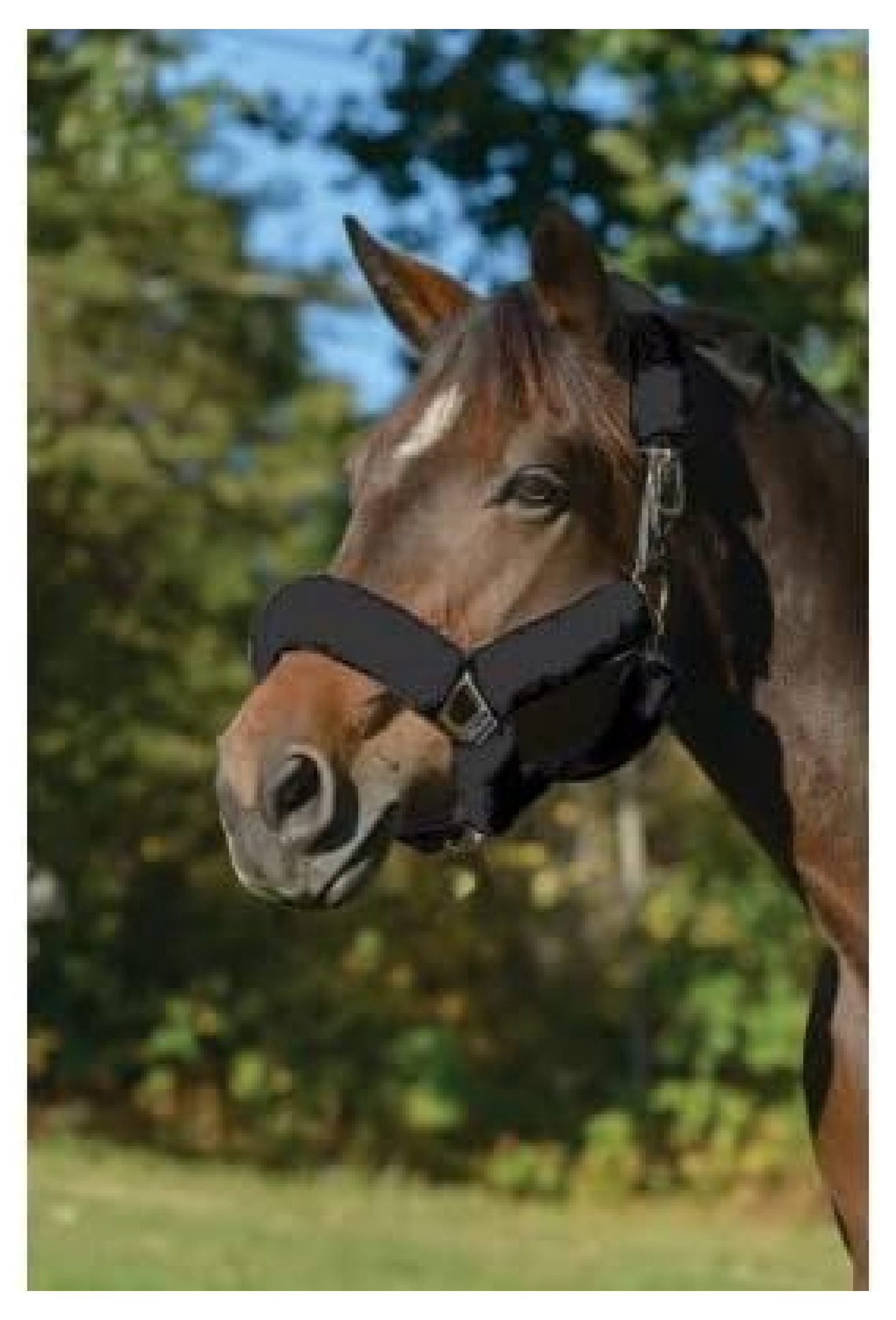 Liuyao ARMA SupaFleece Halter Set (Black, 9 Piece) - Walmart.com