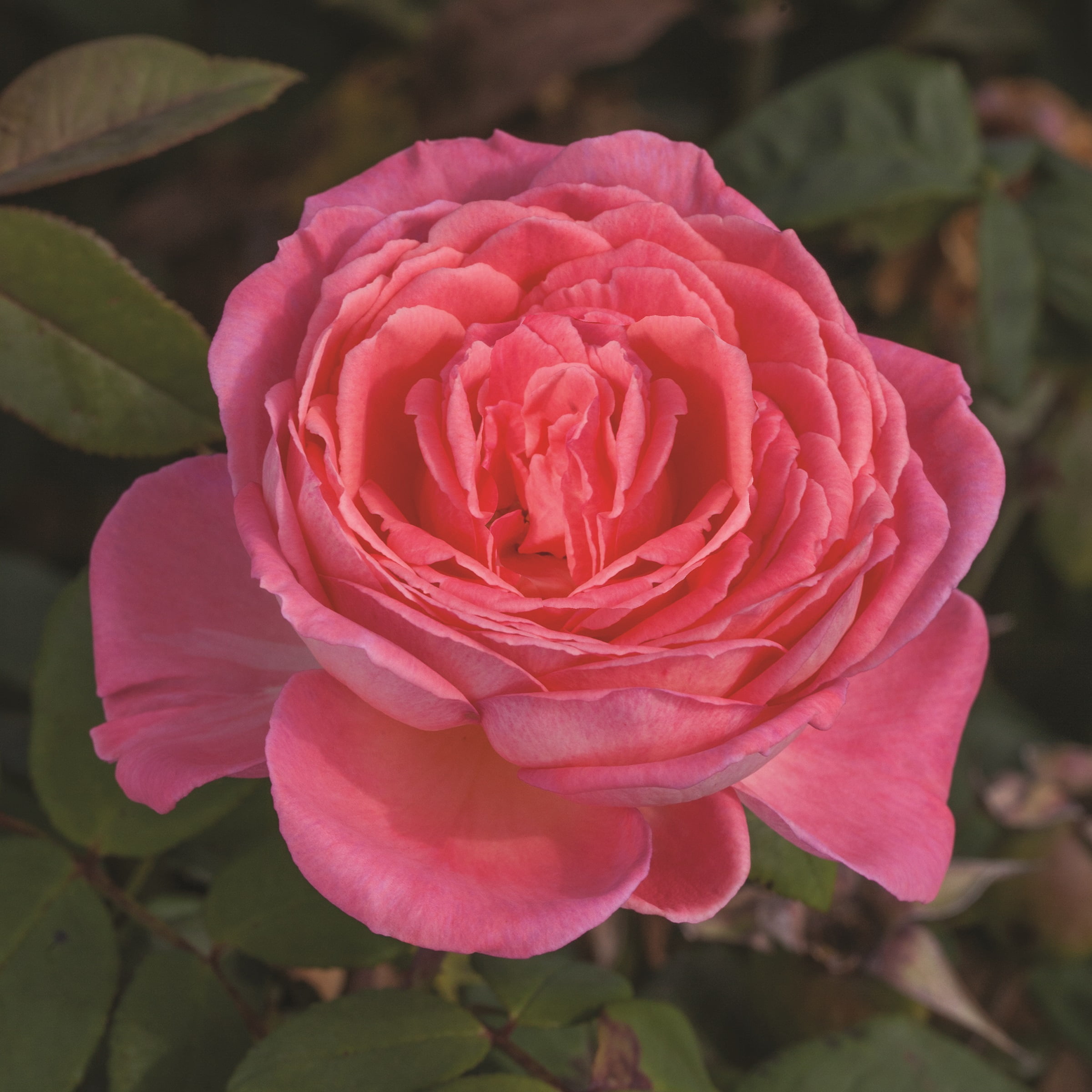 Liv Tyler™ Rose Bush - Hybrid Tea - Bare Root - Walmart.com