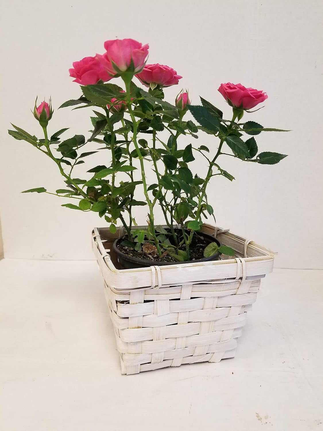 Live 4" Mini Pink Rose Bush in 4" Square White Wicker Gift Pot - 4 Inch ...