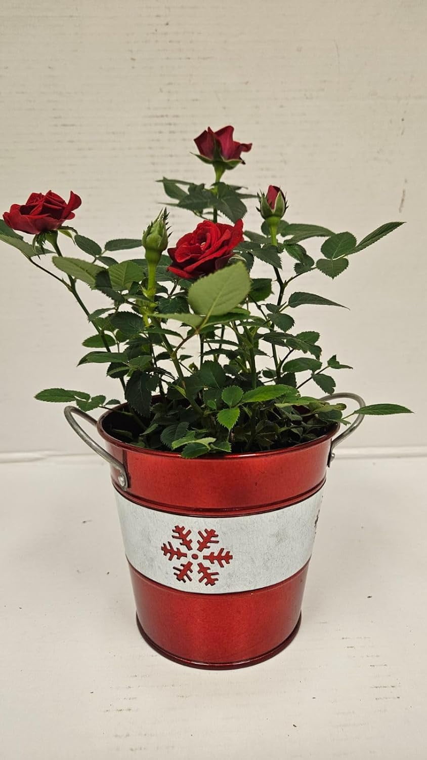 Live 4" Mini Red Rose Bush with 4" Red Holiday or Christmas Pot with ...