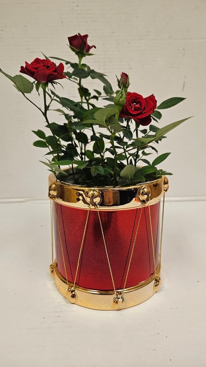 Live 4" Mini Red Rose Bush with Red Ceramic Drummer Boy Holiday ...