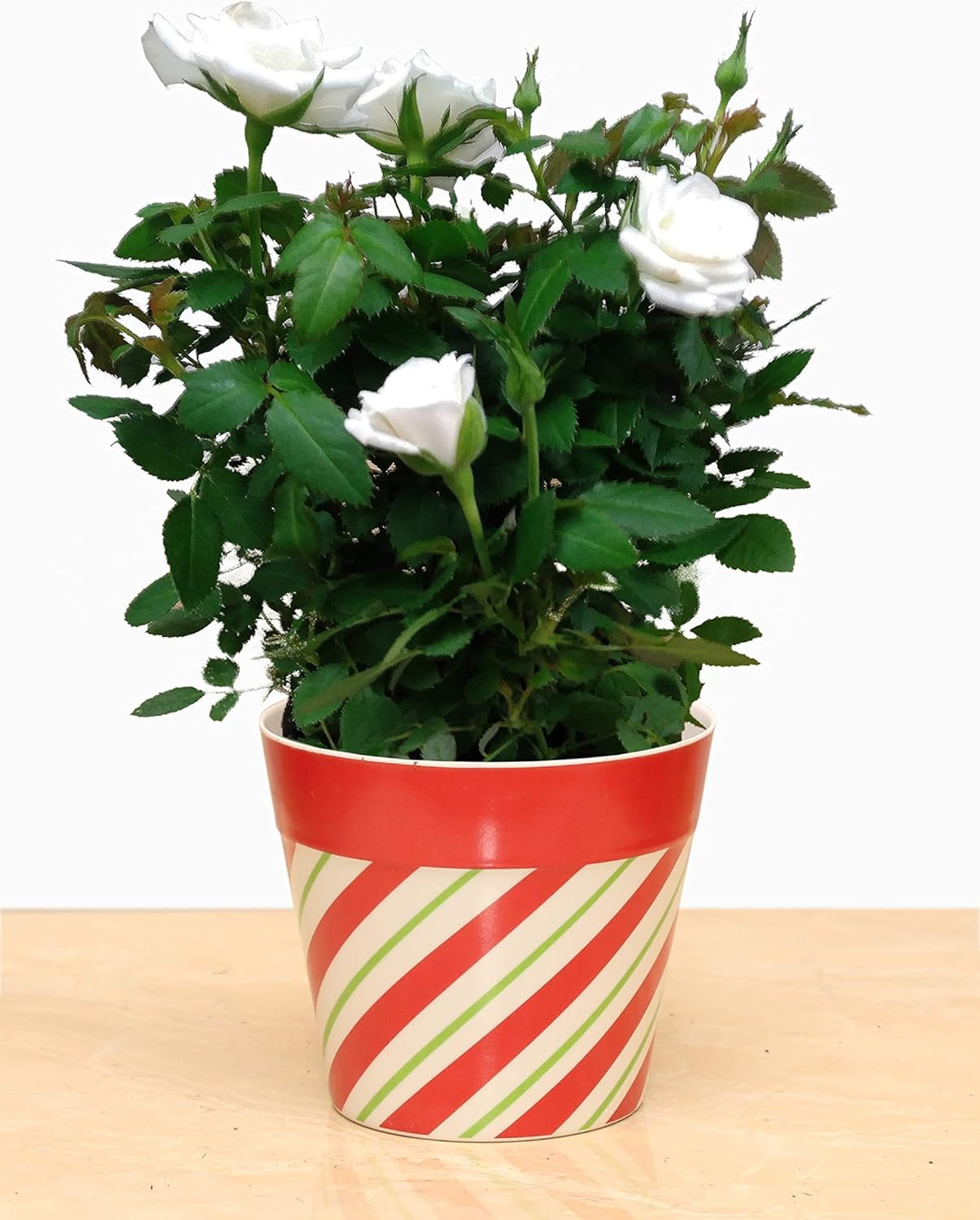 Live 4" Mini White Rose Bush with 4" Plastic Candy Cane Holiday Gift Container - 4 Inch Indoor ...
