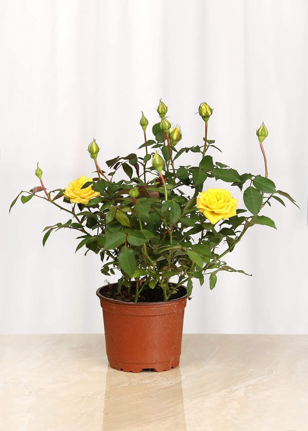 Live 4" Mini Yellow Rose Bush with a Plastic Grow Pot. - Walmart.com