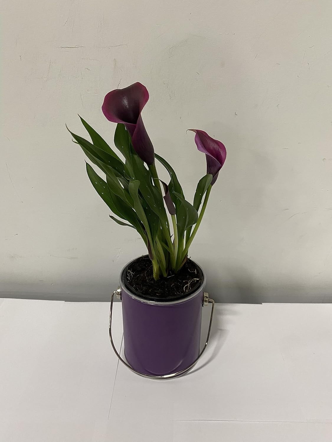 Live 4" Purple Calla Lily in Purple Paint Can Gift Basket - Walmart.com