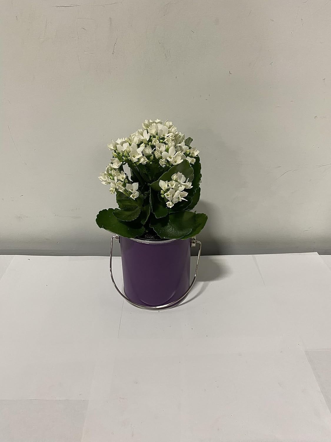 Live 4" White Kalanchoe in 4" Purple Paint Can Gift Container - Walmart.com