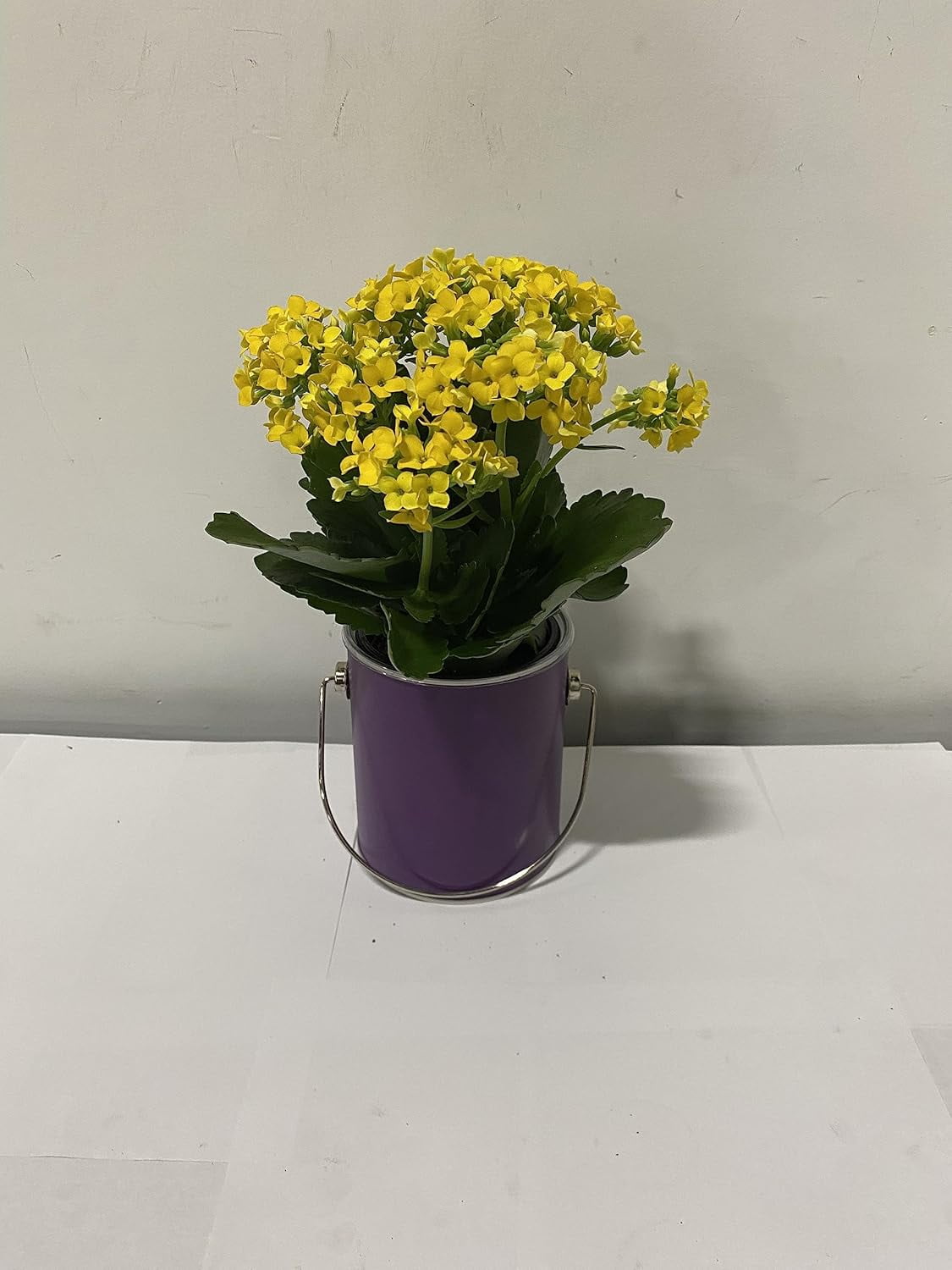 Live 4" Yellow Kalanchoe in 4" Purple Paint Can Gift Container ...