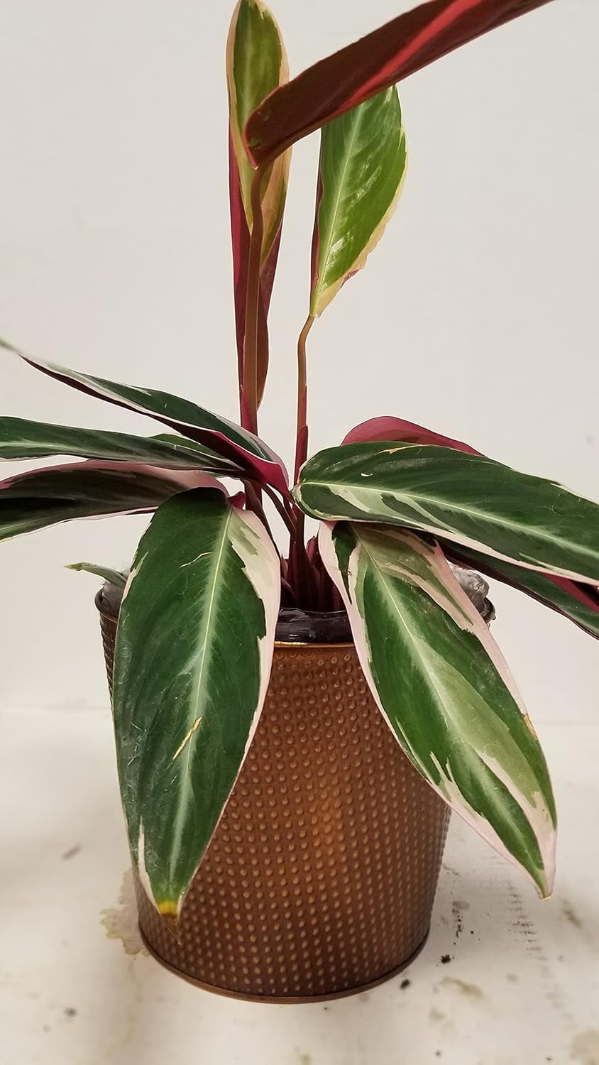 Live 6" Calathea Plant in Studded, Copper Tinted Gift Pot - Walmart.com